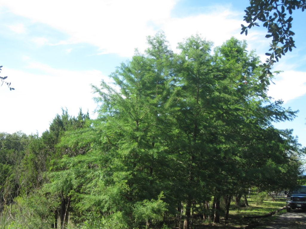 Historical Bandera Pass - Teich Properties, LLC