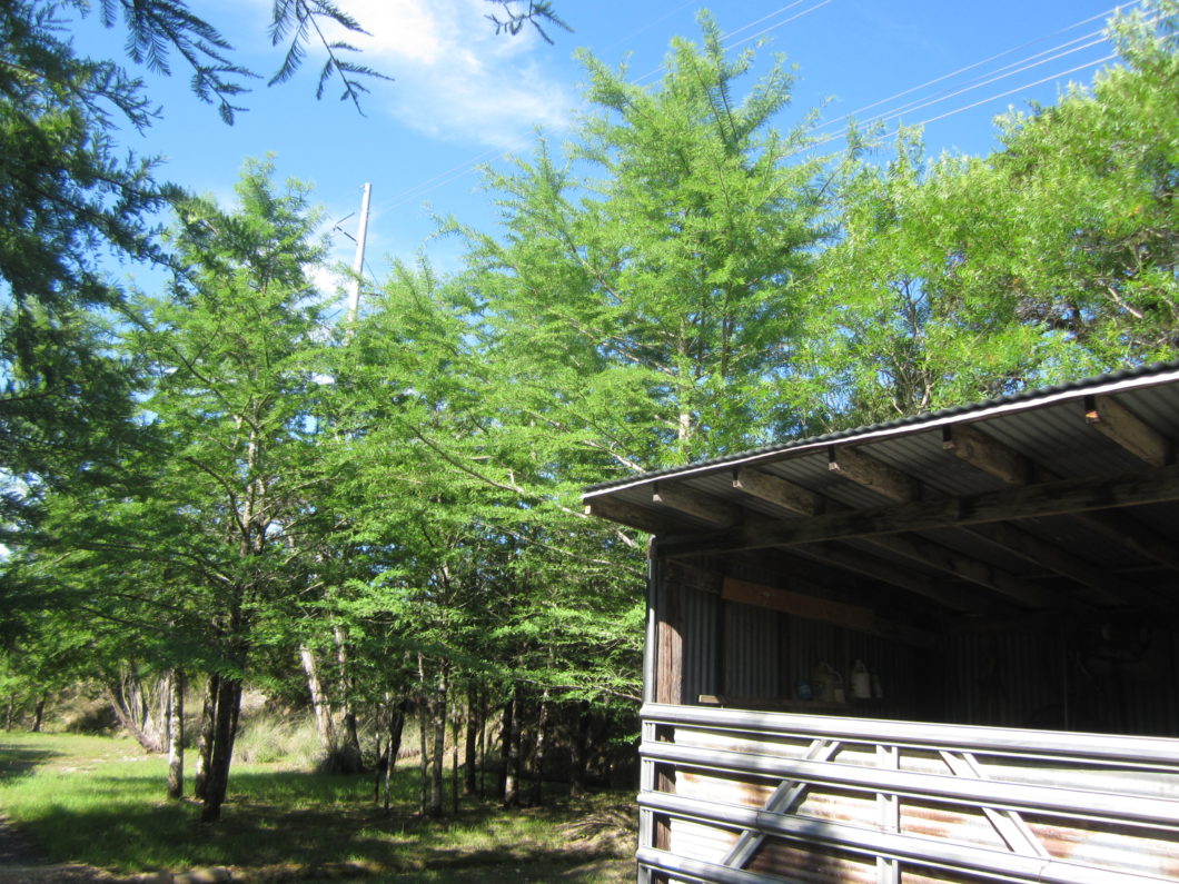 Historical Bandera Pass - Teich Properties, LLC